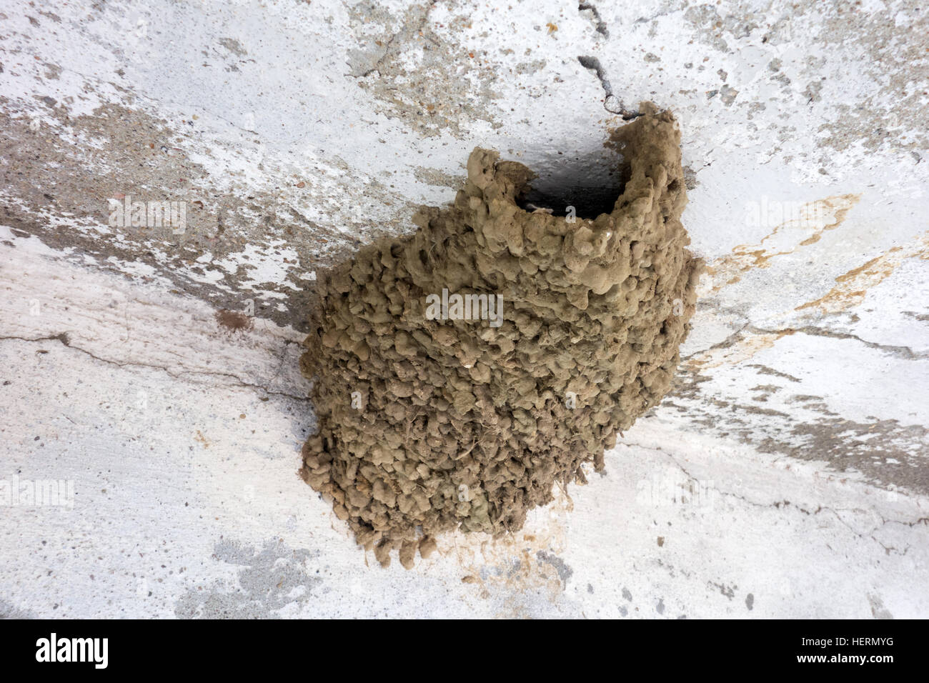 Common house martin mud nest under the eave of house Stock Photo - Alamy