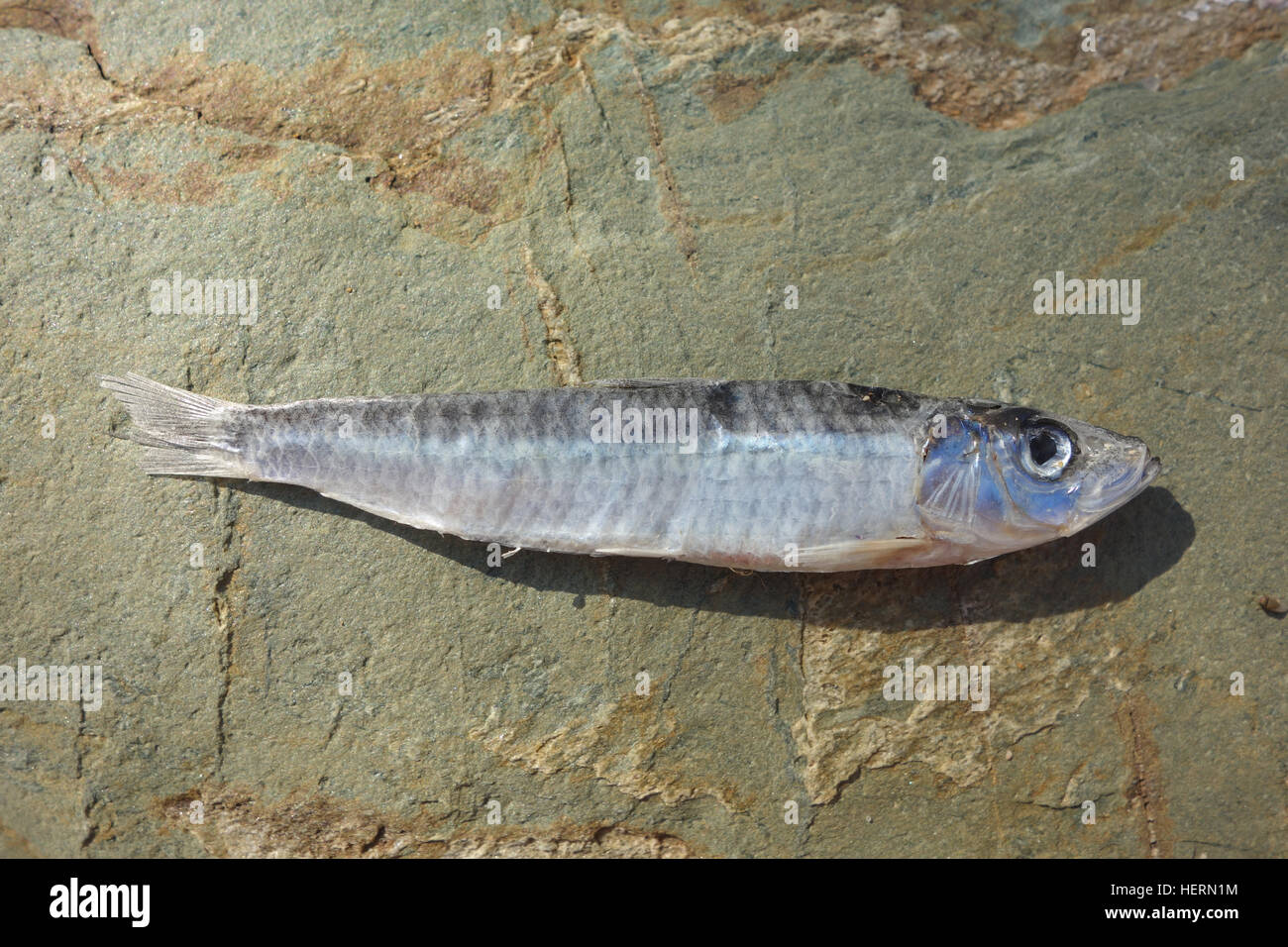 Dry dried fish isolated on rocky background Stock Photo - Alamy