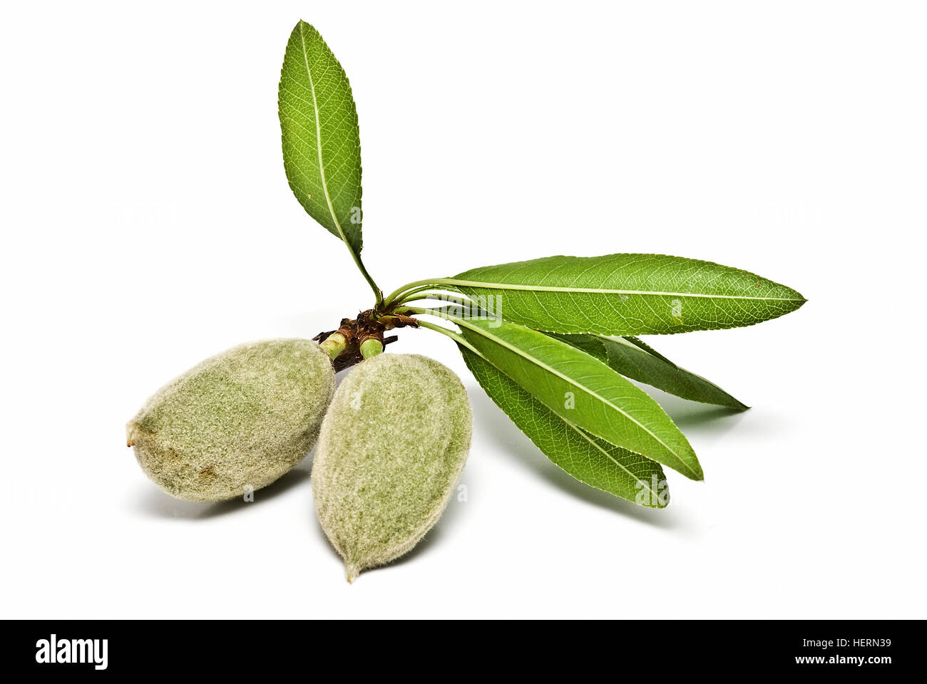 Green raw almonds isolated over a white background Stock Photo - Alamy