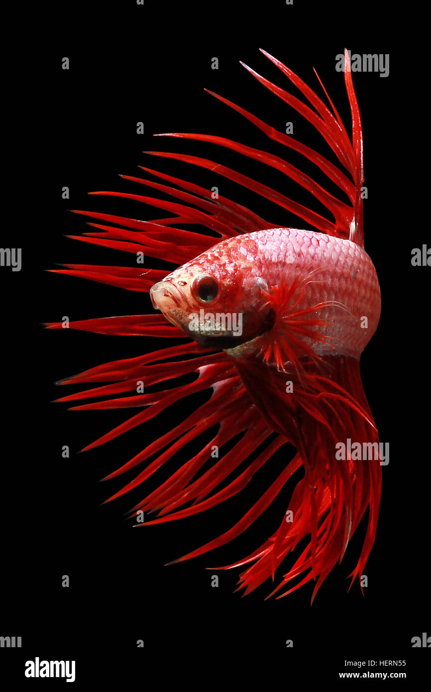 Sideways fish hi-res stock photography and images - Alamy