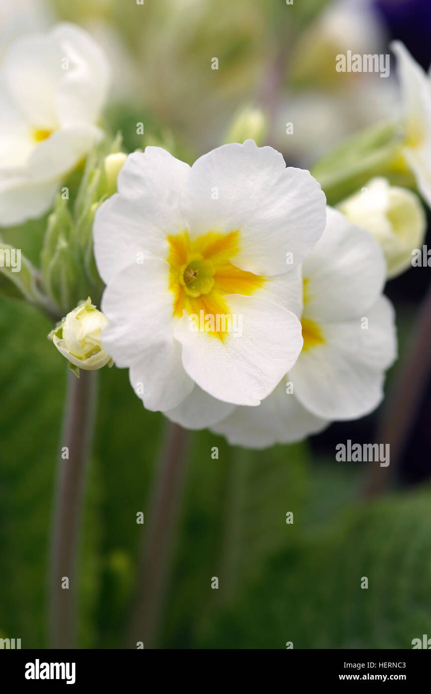 Crescendo hi-res stock photography and images - Alamy