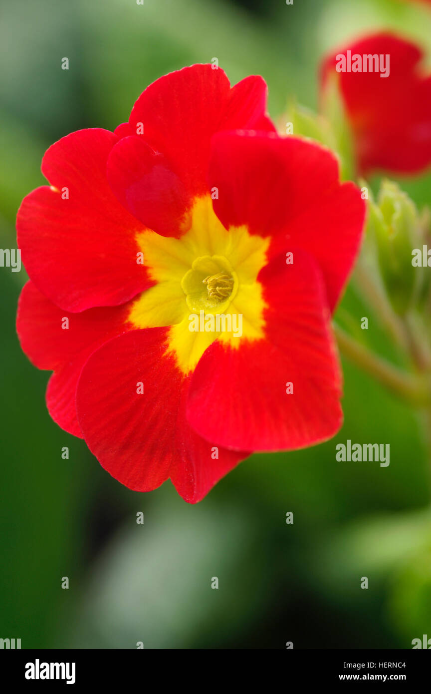 Orange primula flowers hi-res stock photography and images - Alamy