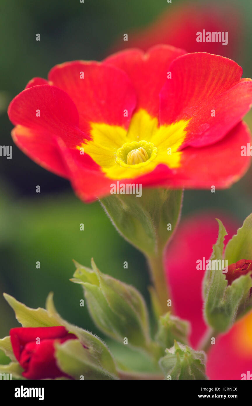 Crescendo hi-res stock photography and images - Alamy