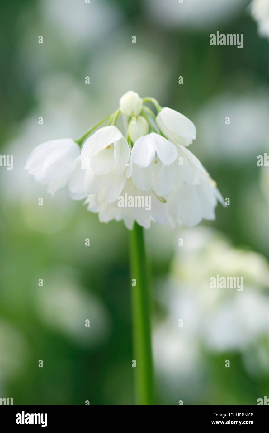 Allium paradoxum v Normale Stock Photo - Alamy