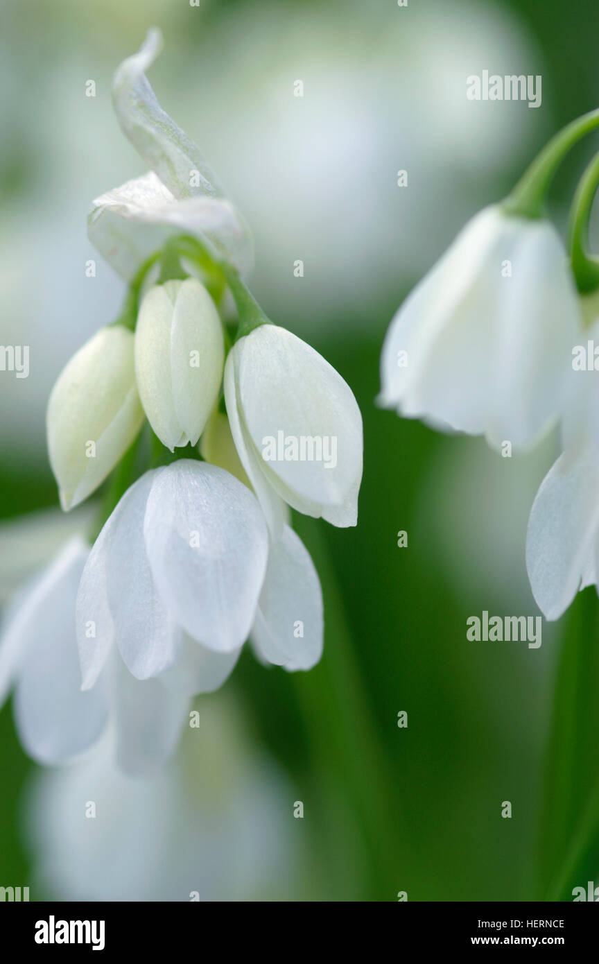 Allium paradoxum hi-res stock photography and images - Alamy