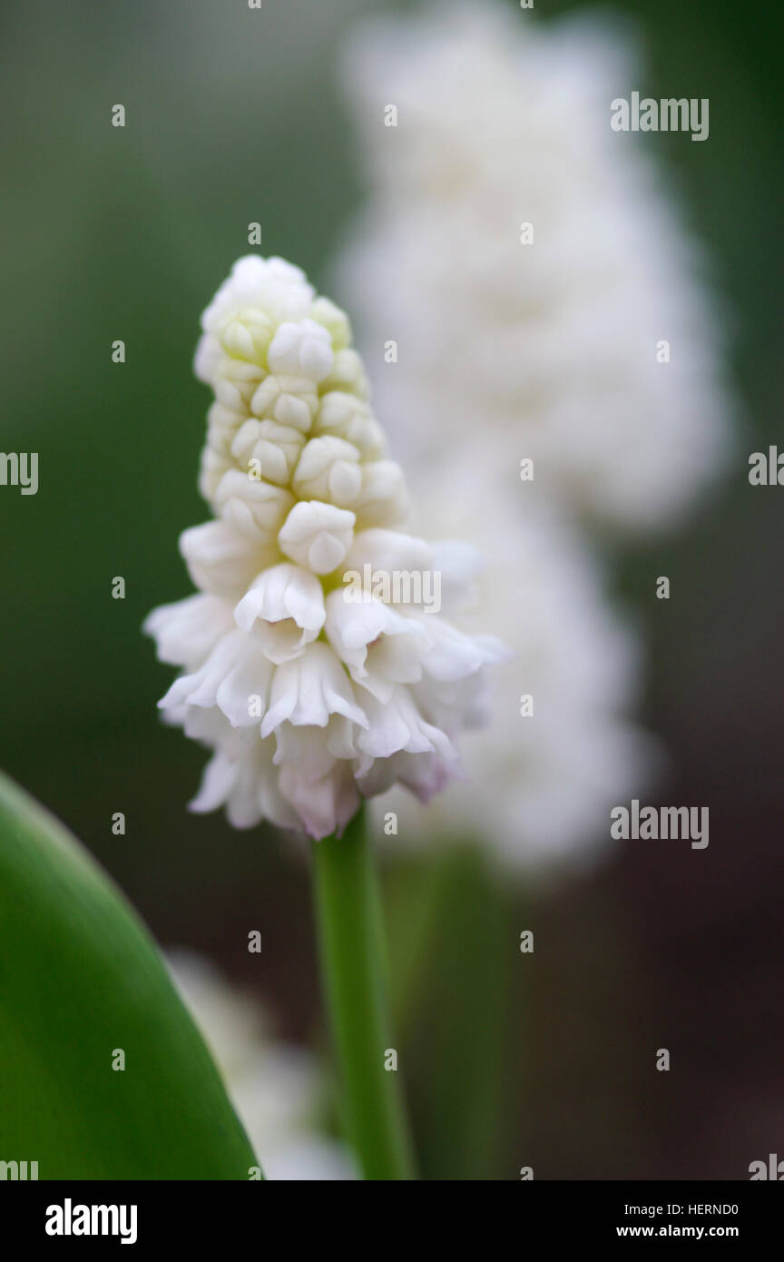 MUSCARI AZUREUM F ALBUM PORTRAIT Stock Photo - Alamy