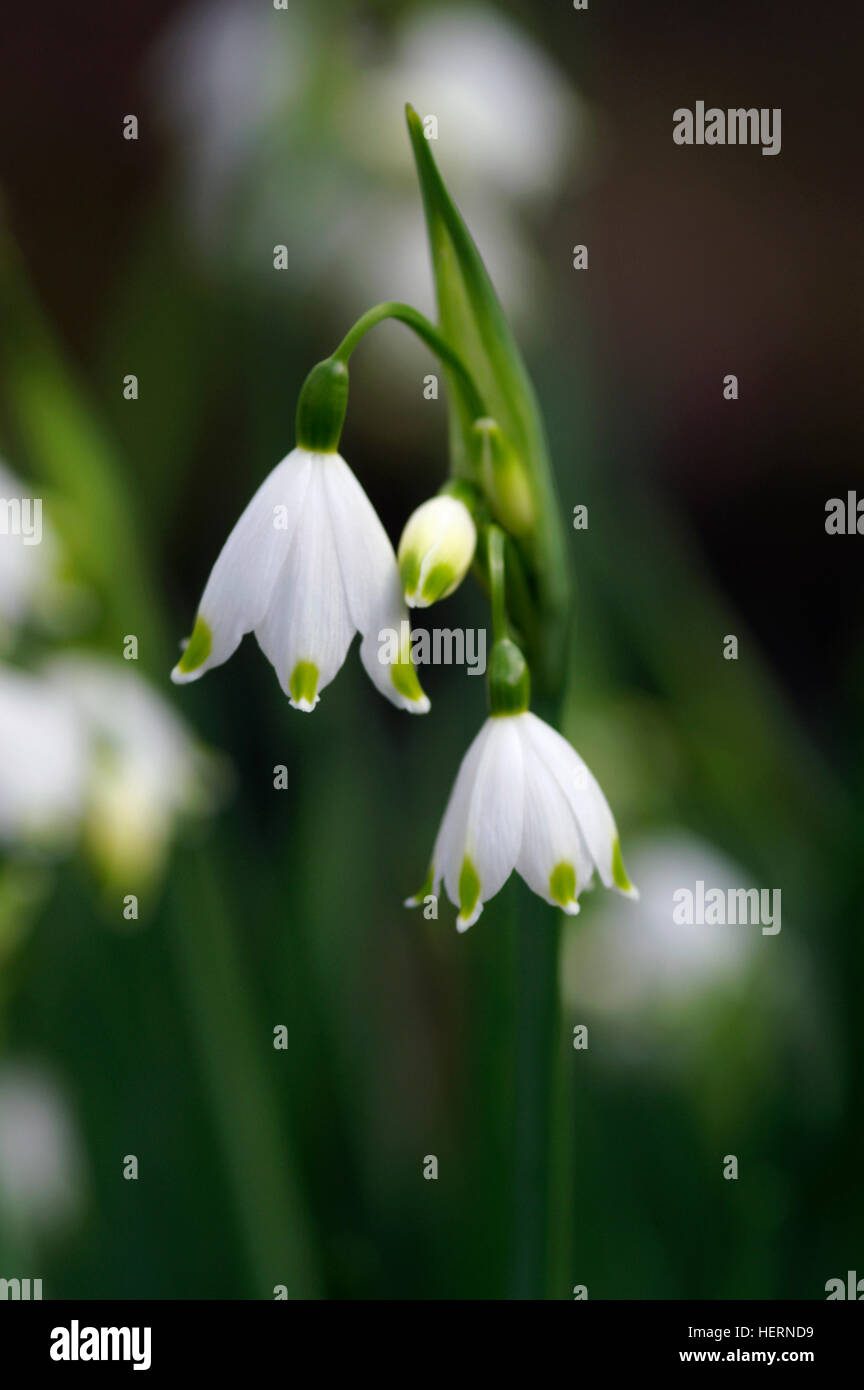 Leucojum aestivum close up flower portrait Stock Photo - Alamy