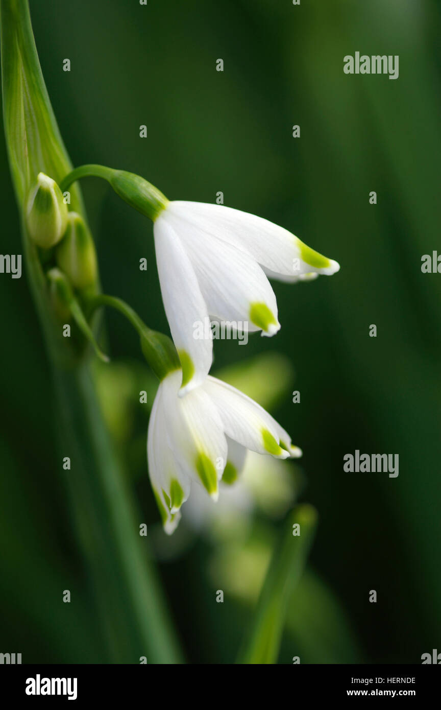 Leucojum aestivum close up flower portrait Stock Photo - Alamy