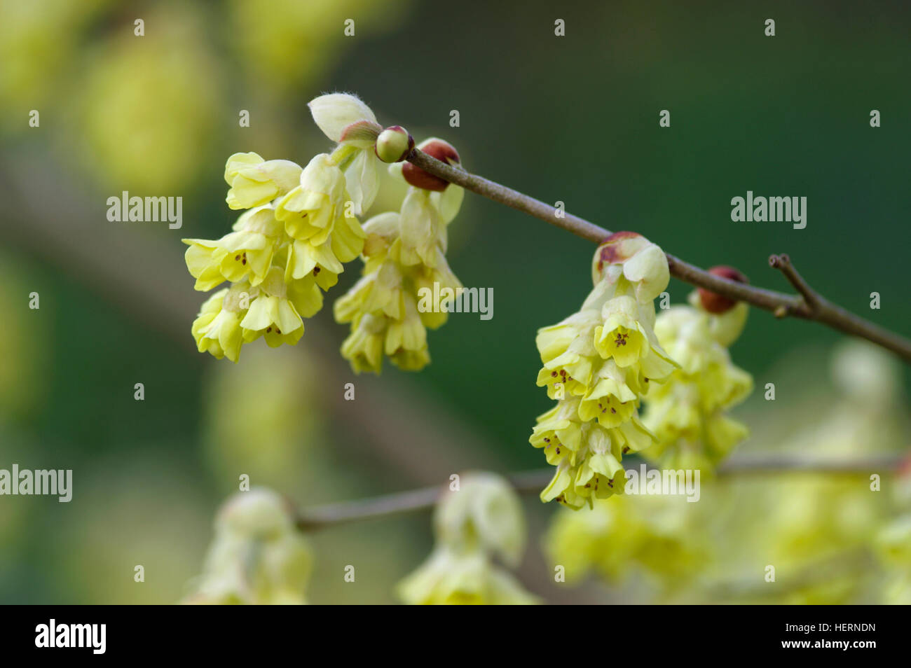 Corylopsis sinensis flowers hi-res stock photography and images - Alamy