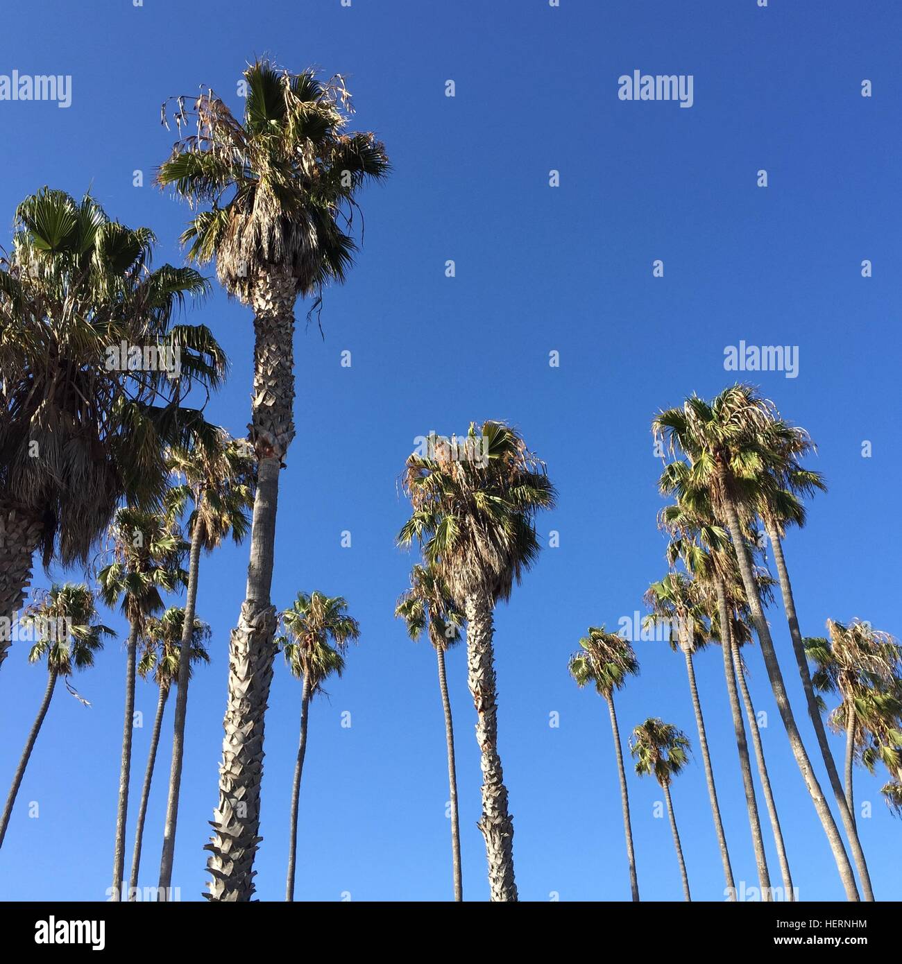 Palm trees and blue sky, Santa Barbara, California, United States Stock ...