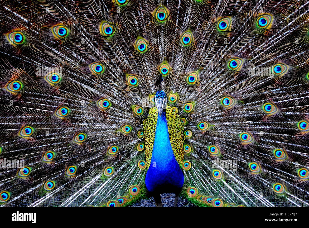 Portrait of a peacock bird Stock Photo - Alamy