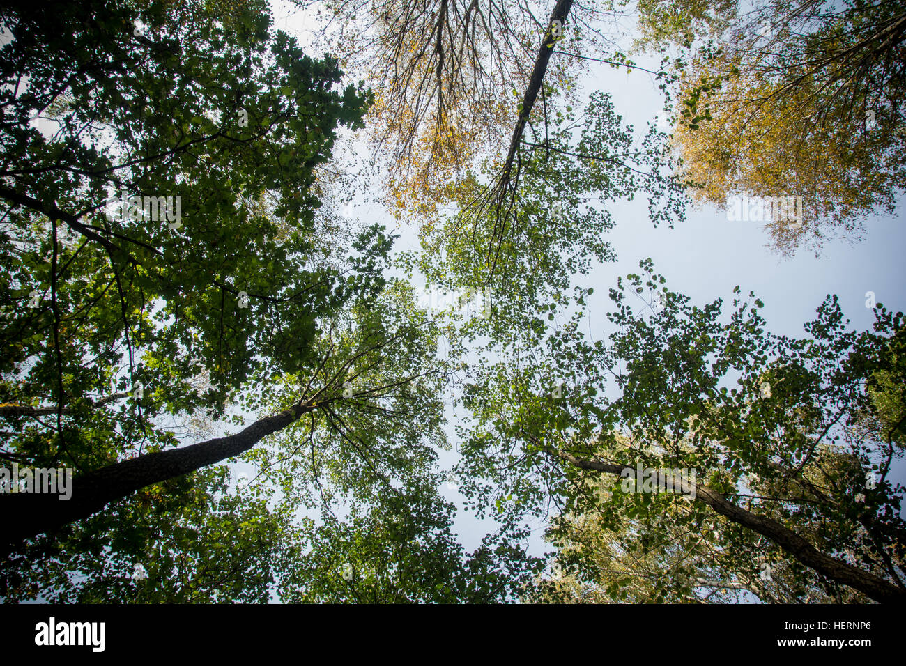 view of tress from worm's-eye view during autumn Stock Photo - Alamy