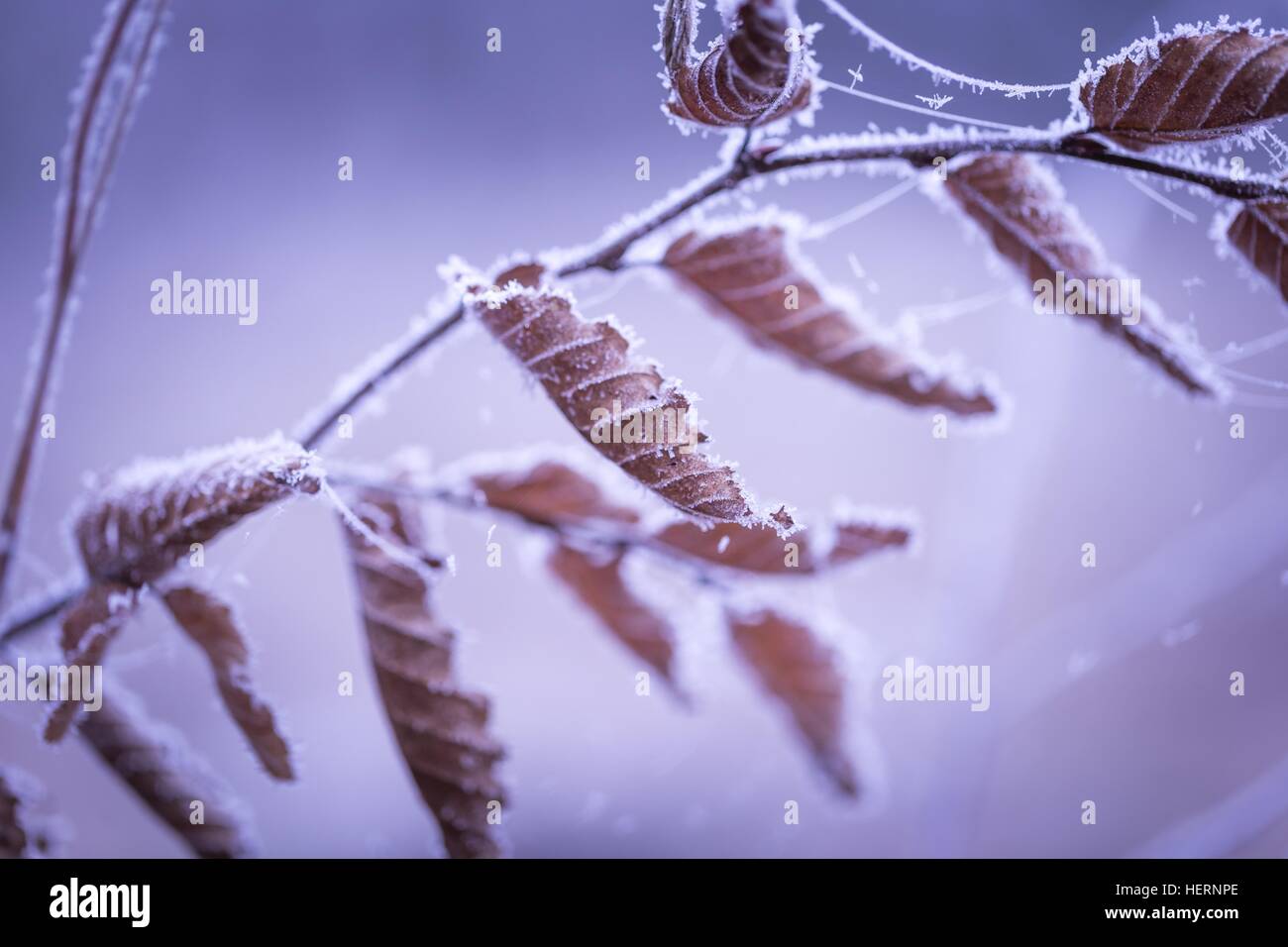 Beautiful frozen tree branch with dead leaves and ice crystals. Close ...
