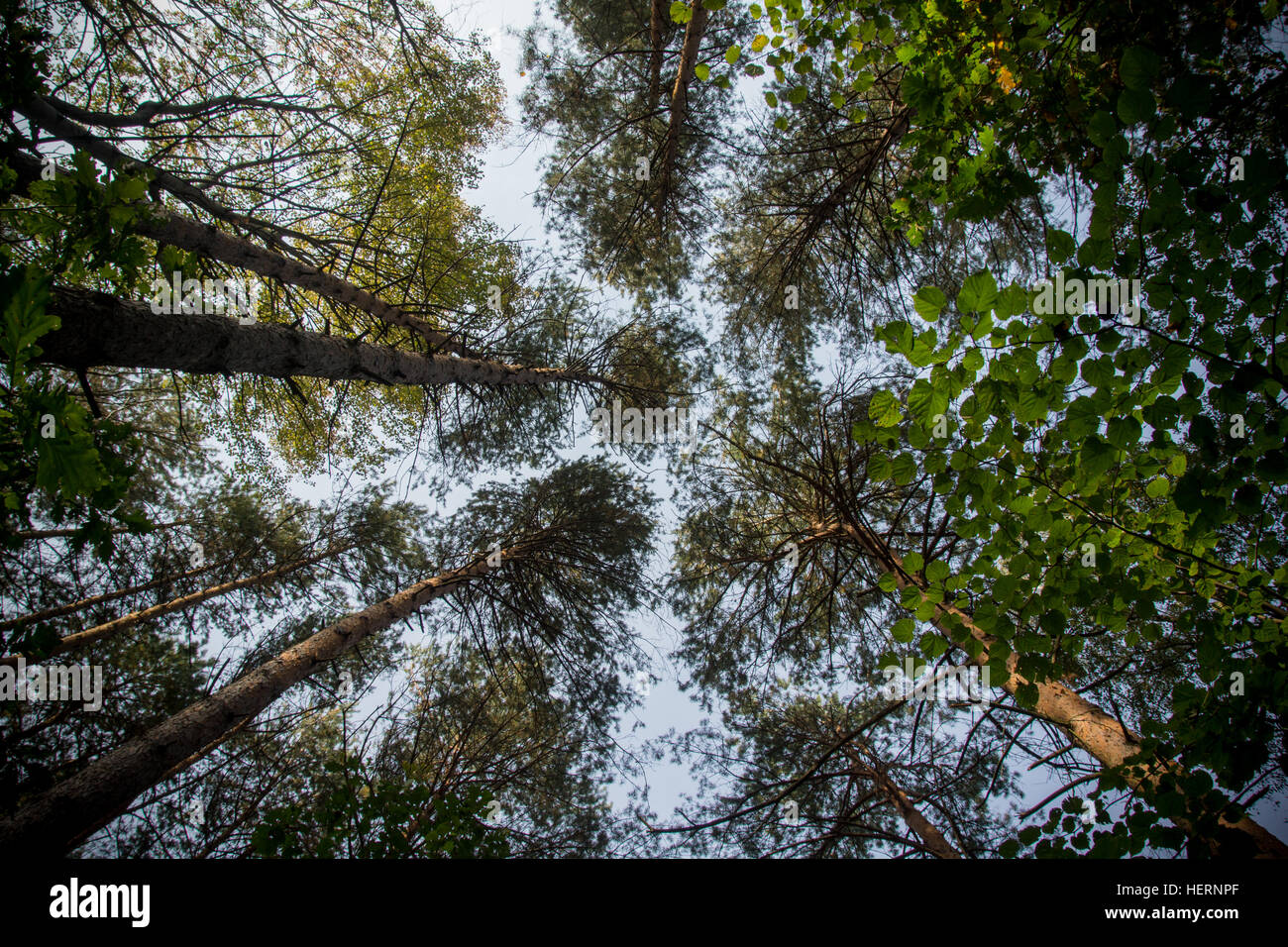 view of tress from worm's-eye view during autumn Stock Photo - Alamy