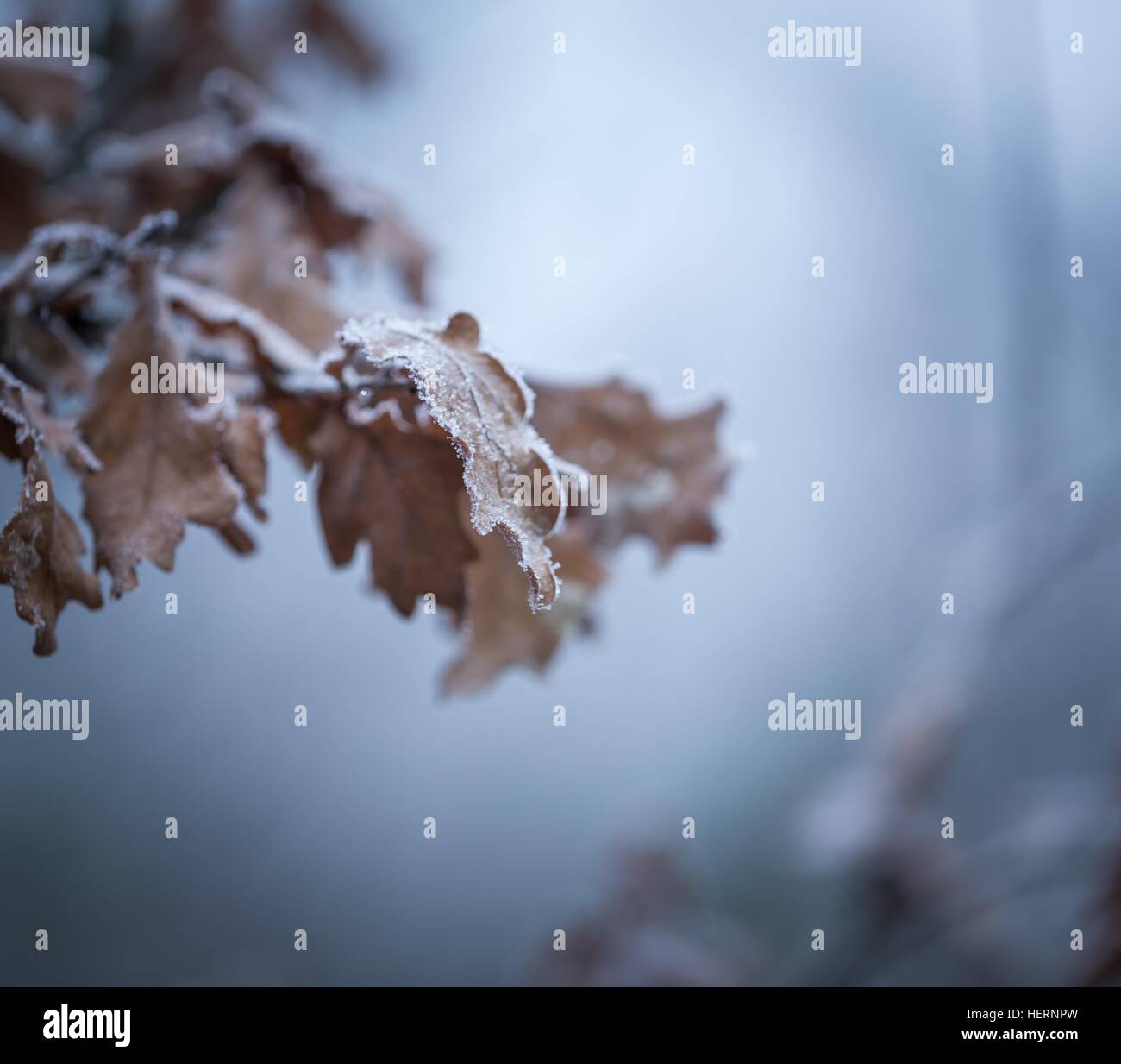 Beautiful frozen tree branch with dead leaves and ice crystals. Close ...