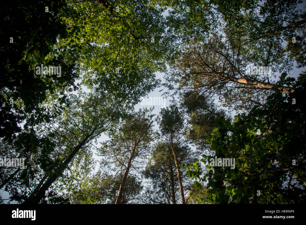view of tress from worm's-eye view during autumn Stock Photo - Alamy