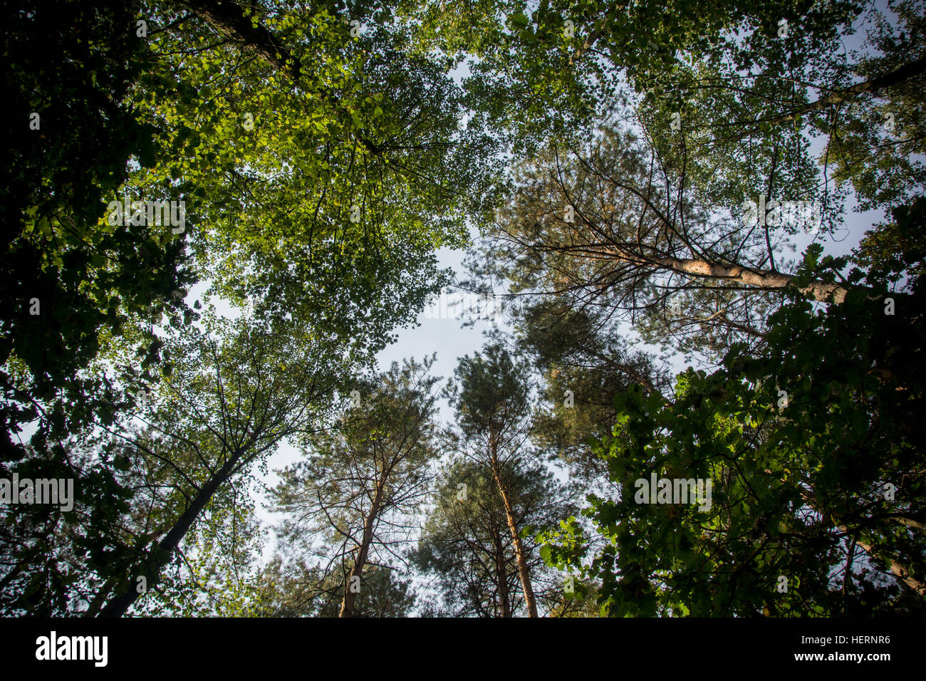 view of tress from worm's-eye view during autumn Stock Photo - Alamy