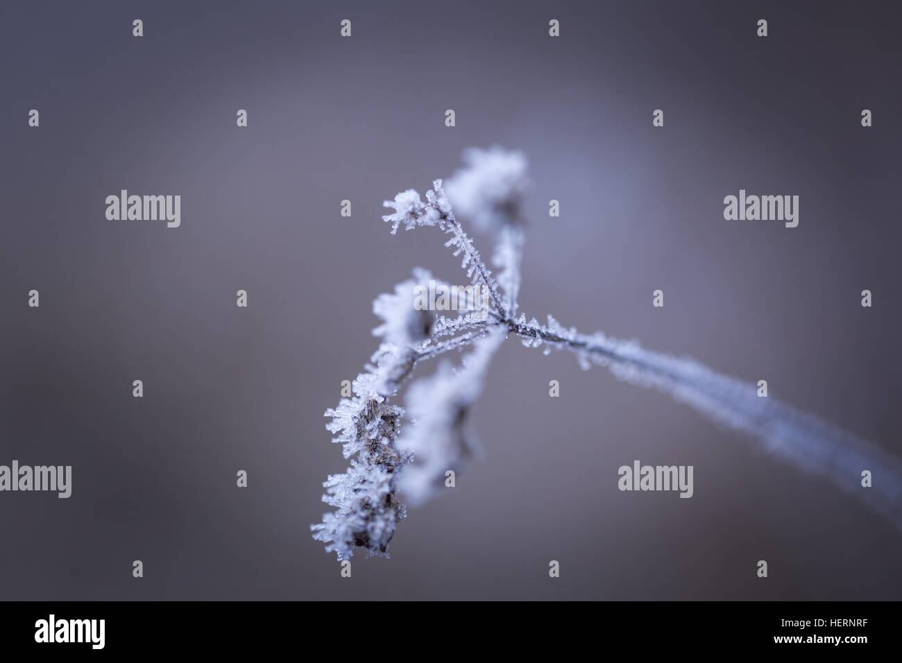 Macro of plant with rime. Natural plant part with rime in close up ...