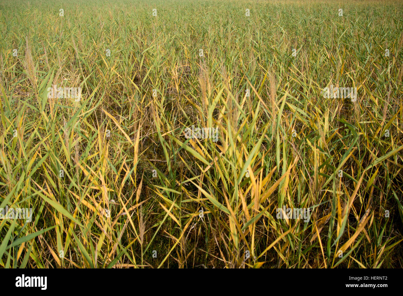 perennial grasses growing on wetlands during autumn Stock Photo - Alamy