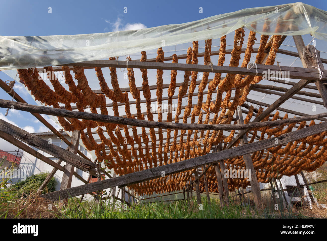 Classical way of drying tobacco. Hanging under the sun, threaded on ...