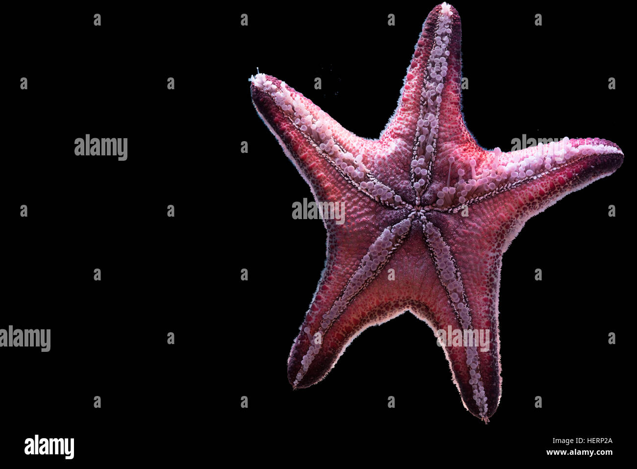 Pink starfish hi-res stock photography and images - Alamy