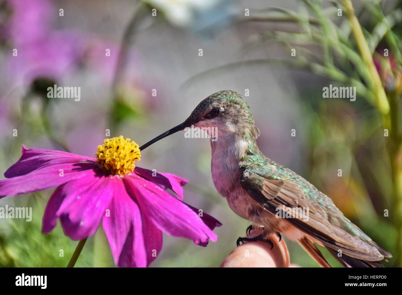 Hummingbird pollinating cosmos flower Stock Photo - Alamy