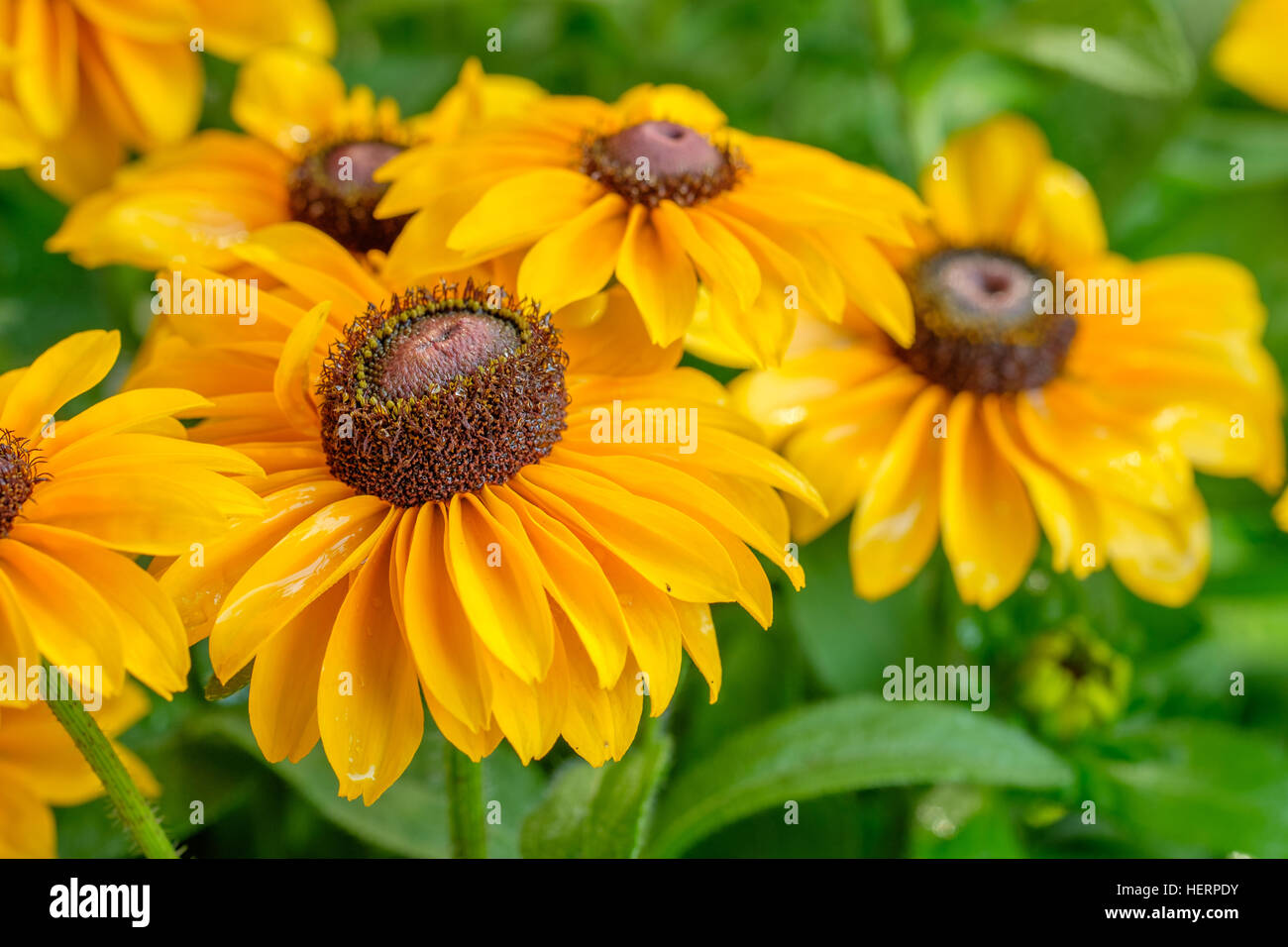 Rudbeckia hirta, Black Eyed Susans, in a garden setting. The flower is ...