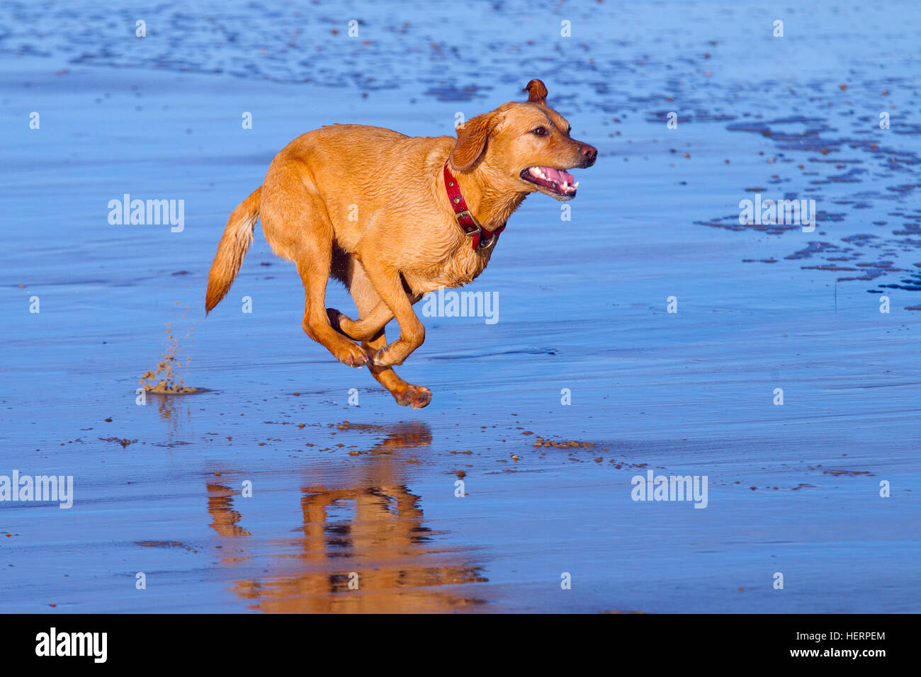 Yellow Labrador running along Norfolk beach Stock Photo - Alamy