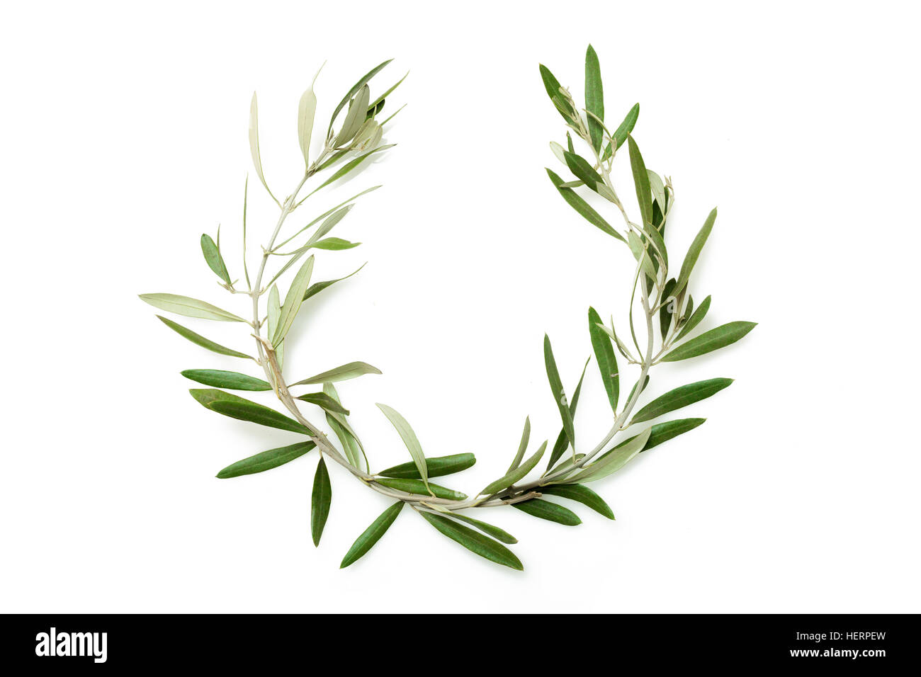 The olive wreath also known as kotinos was the prize for the winner at the ancient Olympic Games ...