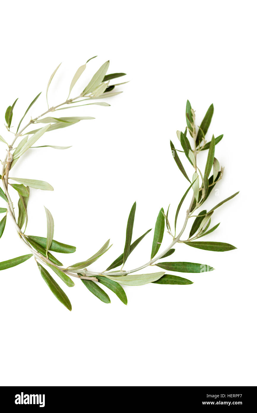 The olive wreath also known as kotinos was the prize for the winner at the ancient Olympic Games ...