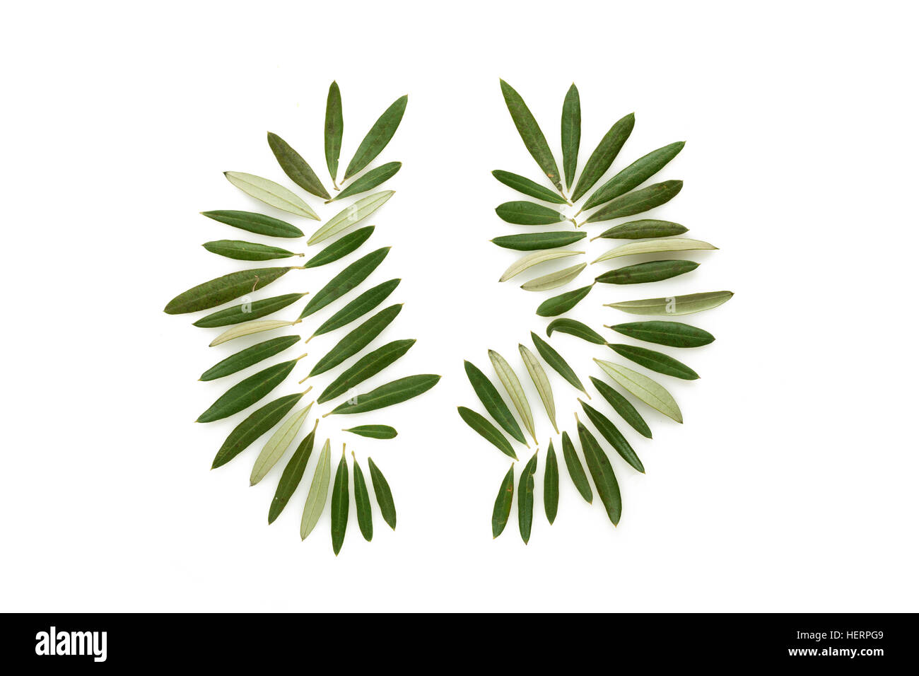 The olive wreath also known as kotinos was the prize for the winner at the ancient Olympic Games ...