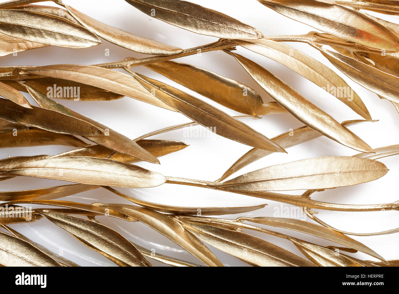 Golden branches of olive tree on white background Stock Photo - Alamy