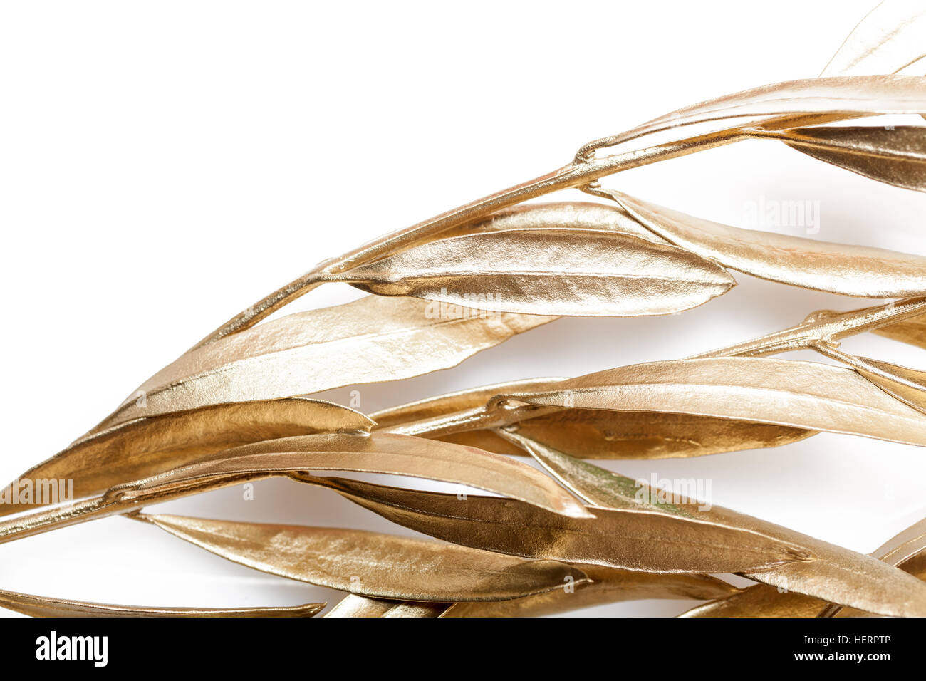 Golden branches of olive tree on white background Stock Photo - Alamy