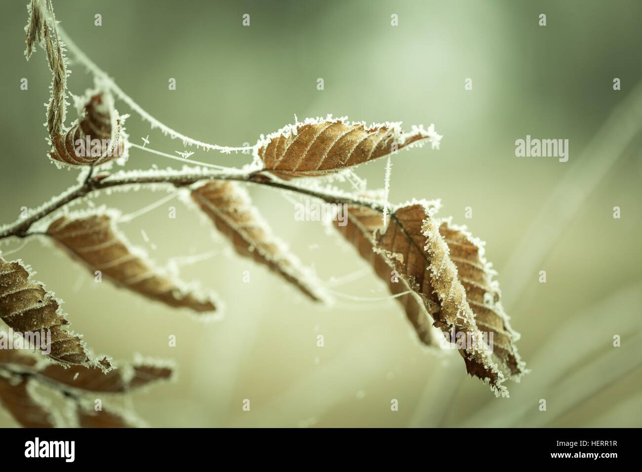 Beautiful frozen tree branch with dead leaves and ice crystals. Close up of withered tree twig ...