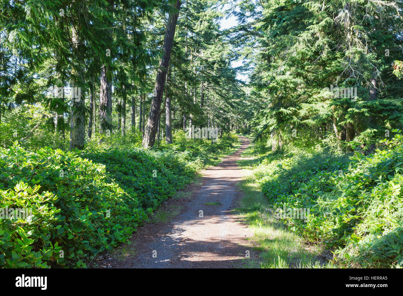 Forest Trail along Strait of Juan de Fuca. Fort Ebbey State Park ...