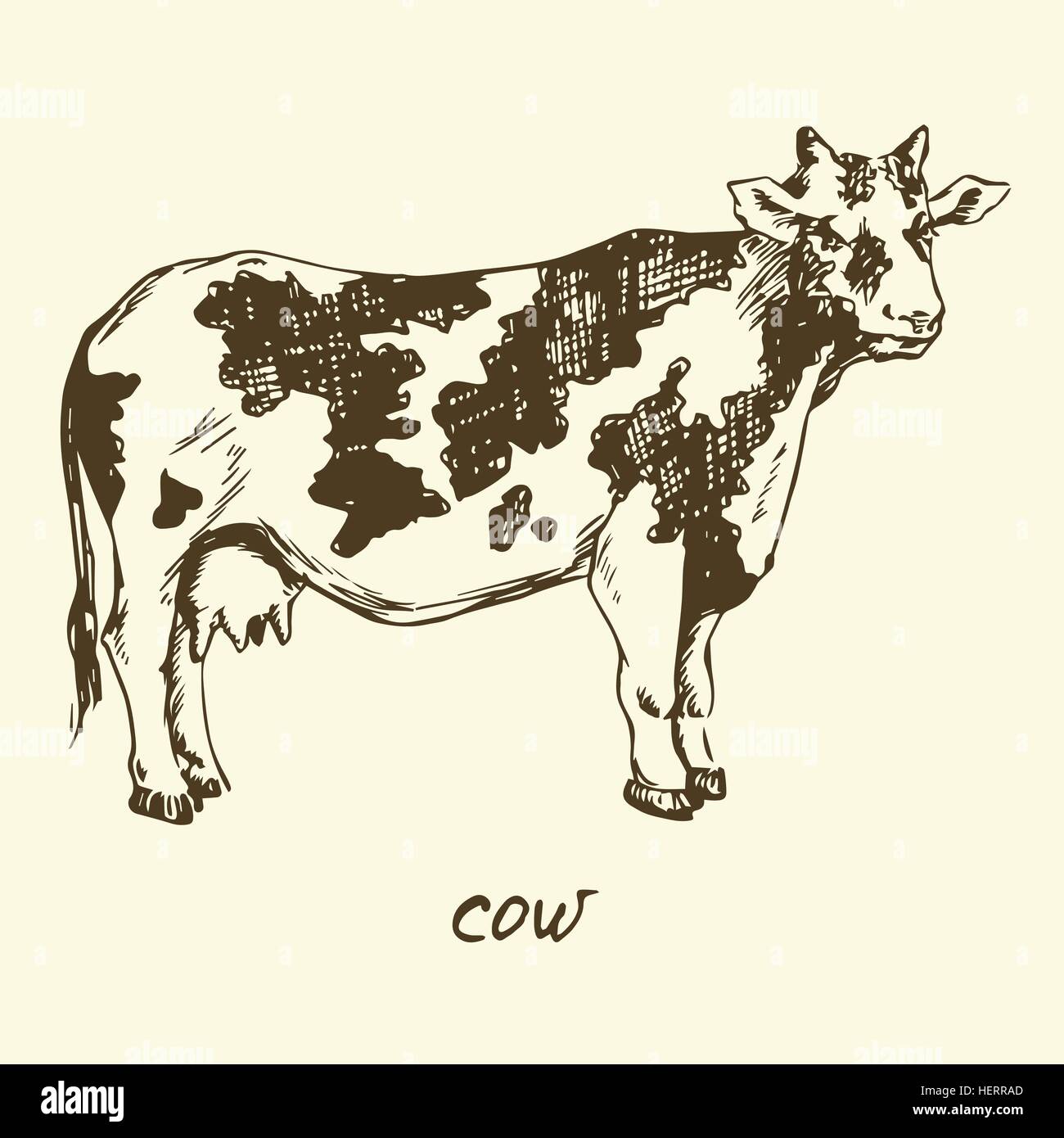 Cow, Hand drawn vector illustration Stock Vector Image & Art - Alamy