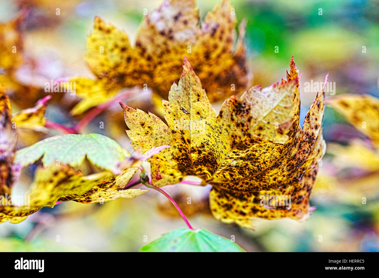 Vine maple hi-res stock photography and images - Alamy