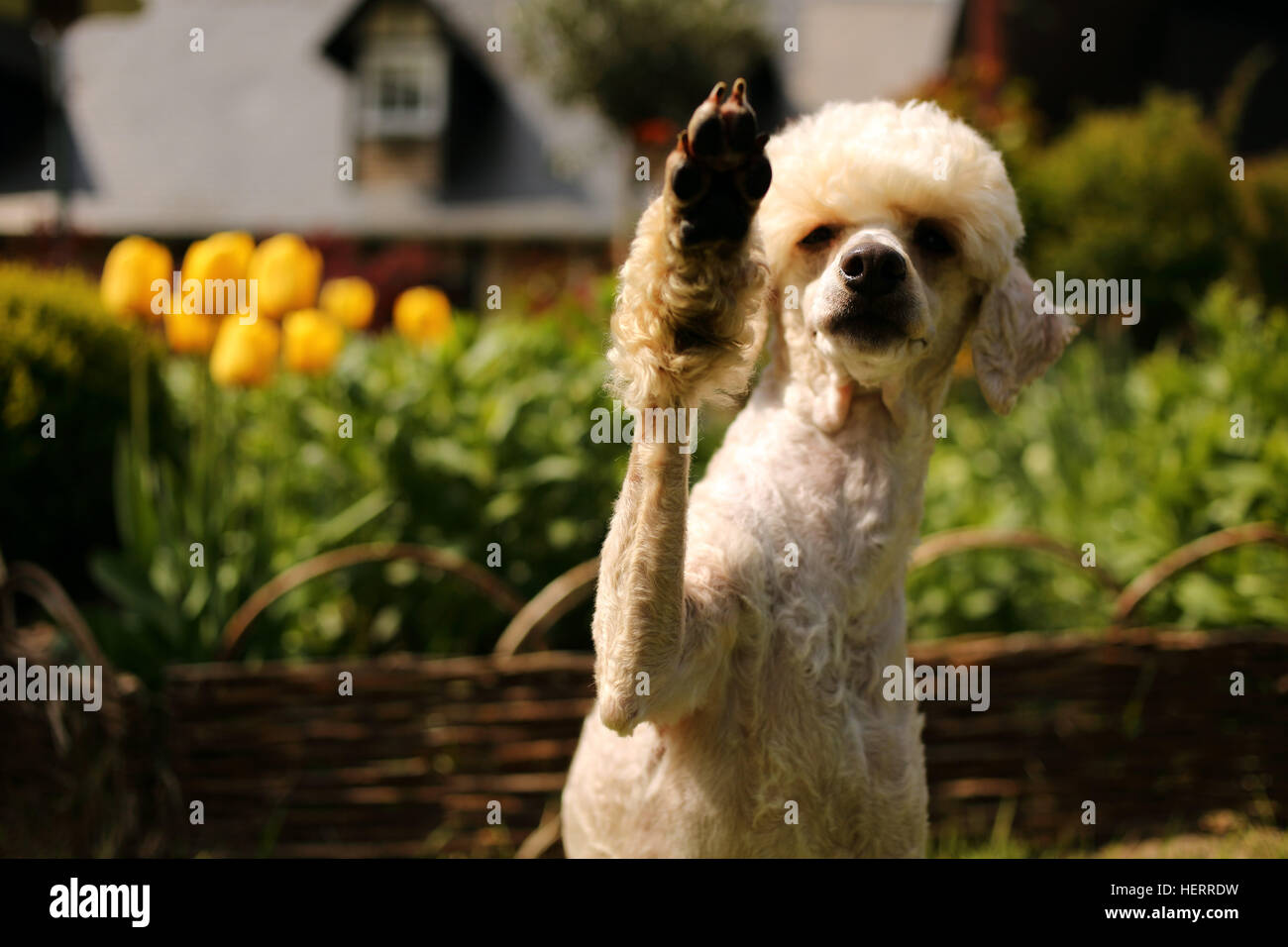 Poodle dog with it's paw in the air Stock Photo - Alamy