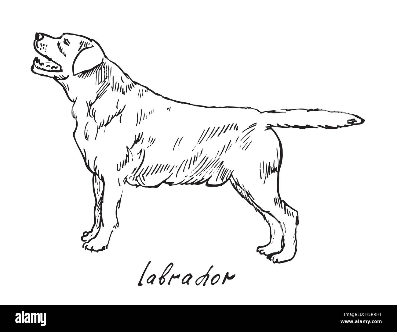 Labrador, hand drawn doodle, sketch in pop art style, vector Stock ...