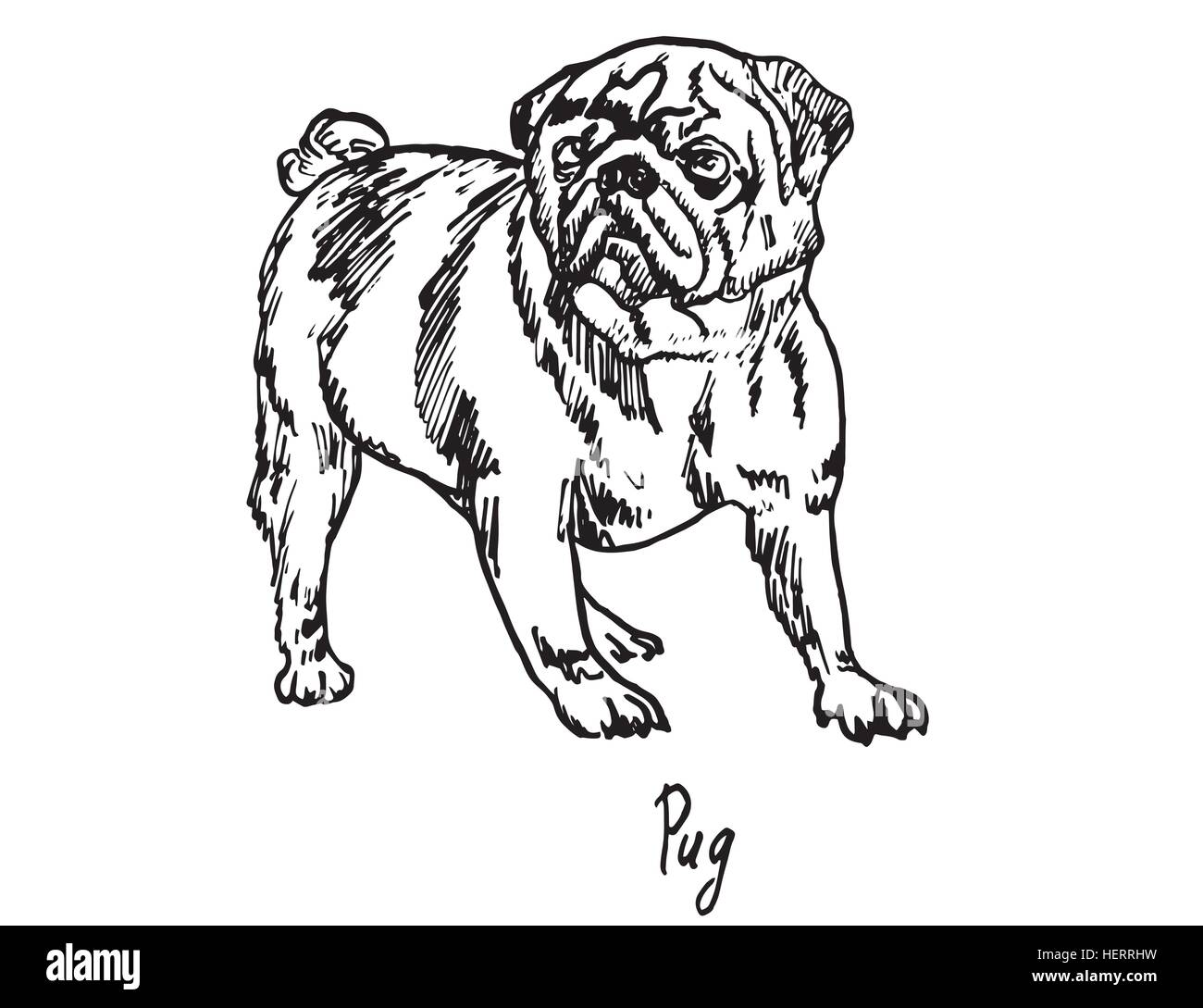 Pug, hand drawn doodle, sketch in pop art style, vector Stock Vector ...