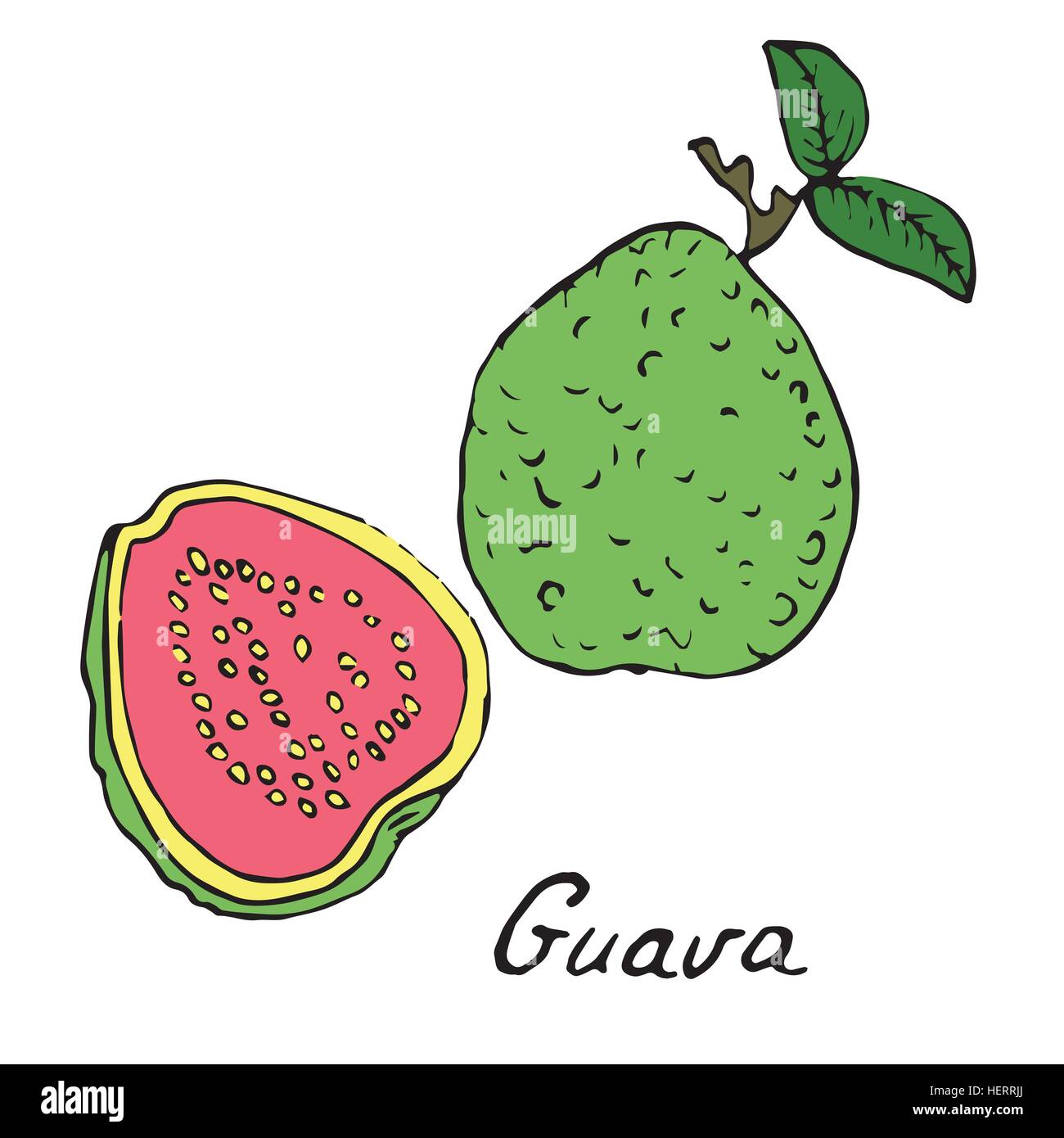 Guava Drawing For Kids