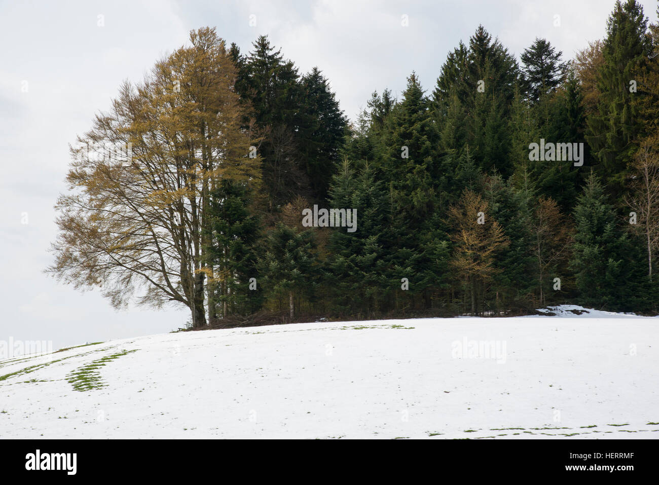 Fir trees snow hi-res stock photography and images - Alamy