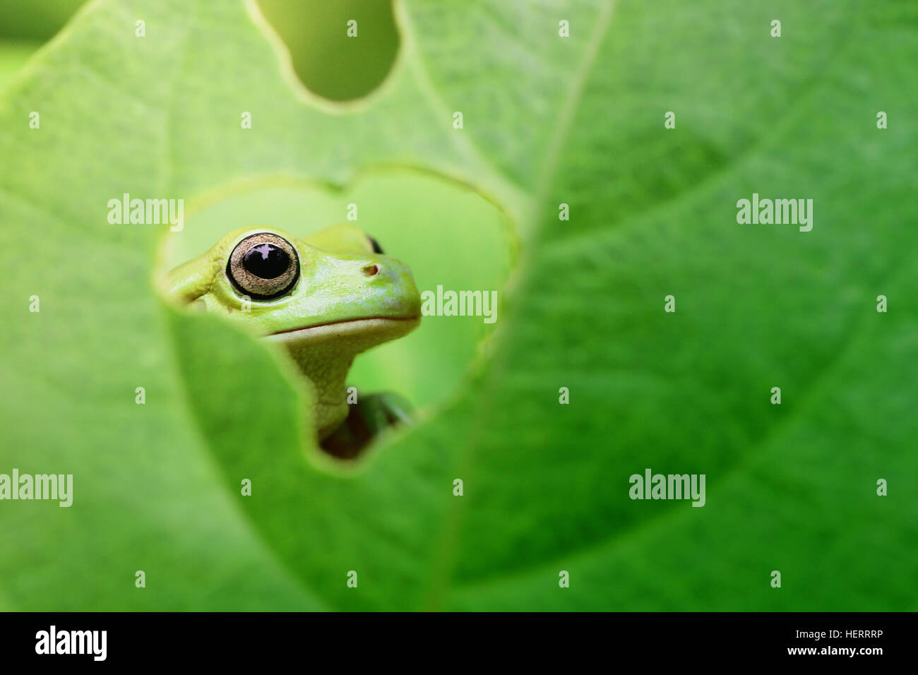 Frog in a hole hi-res stock photography and images - Alamy