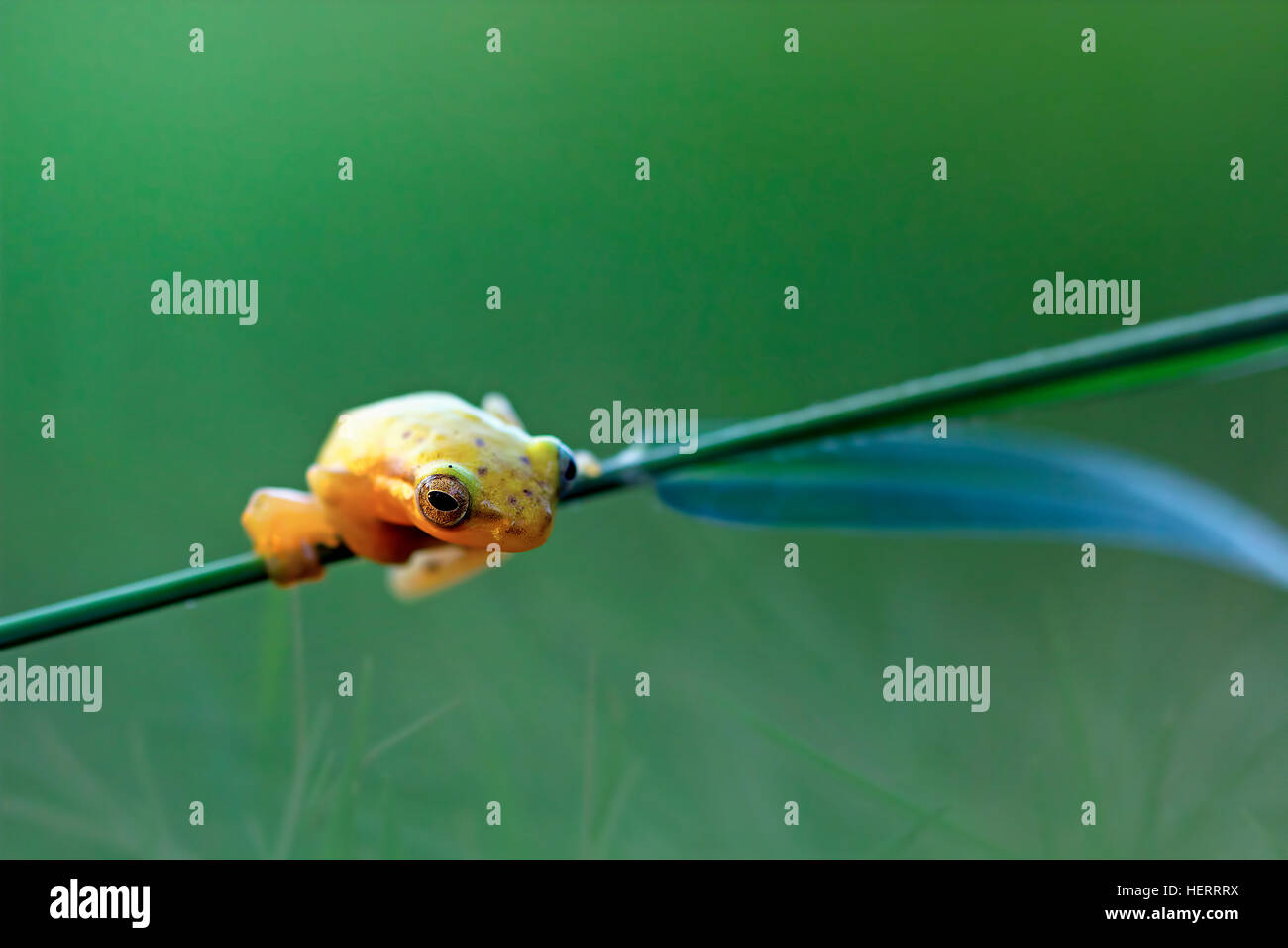 Philautus hi-res stock photography and images - Alamy