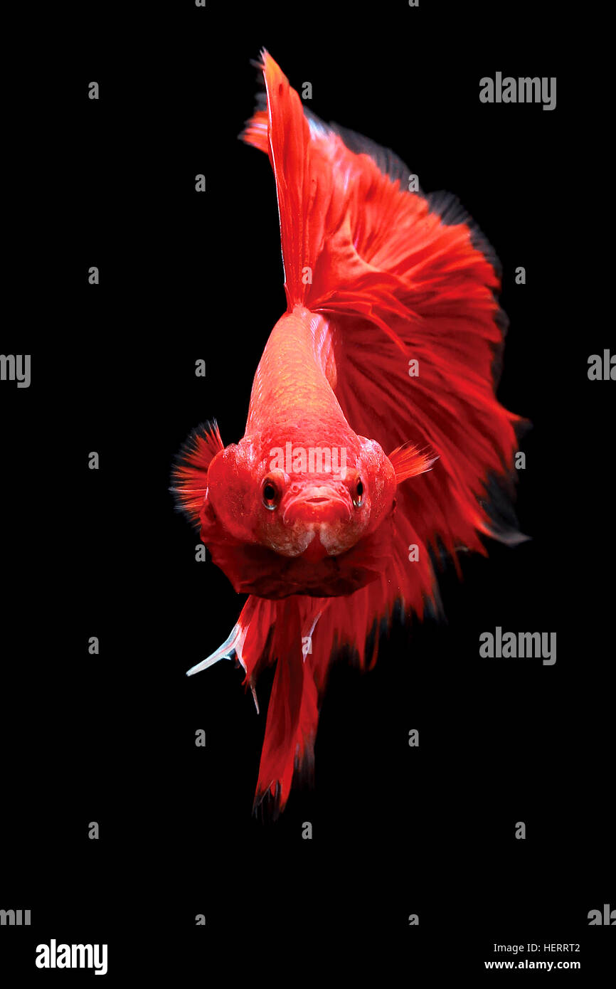 Tropical fish indonesia hi-res stock photography and images - Alamy