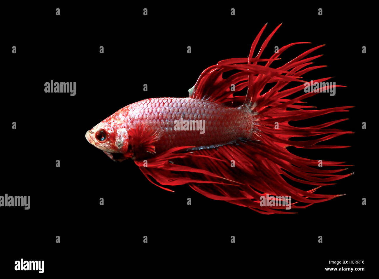 Tropical fish indonesia hi-res stock photography and images - Alamy