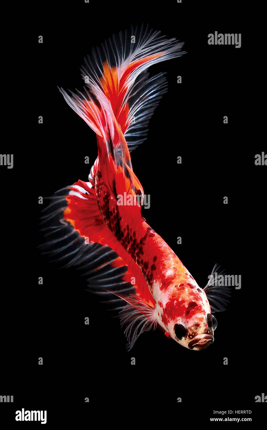 Tropical fish indonesia hi-res stock photography and images - Alamy