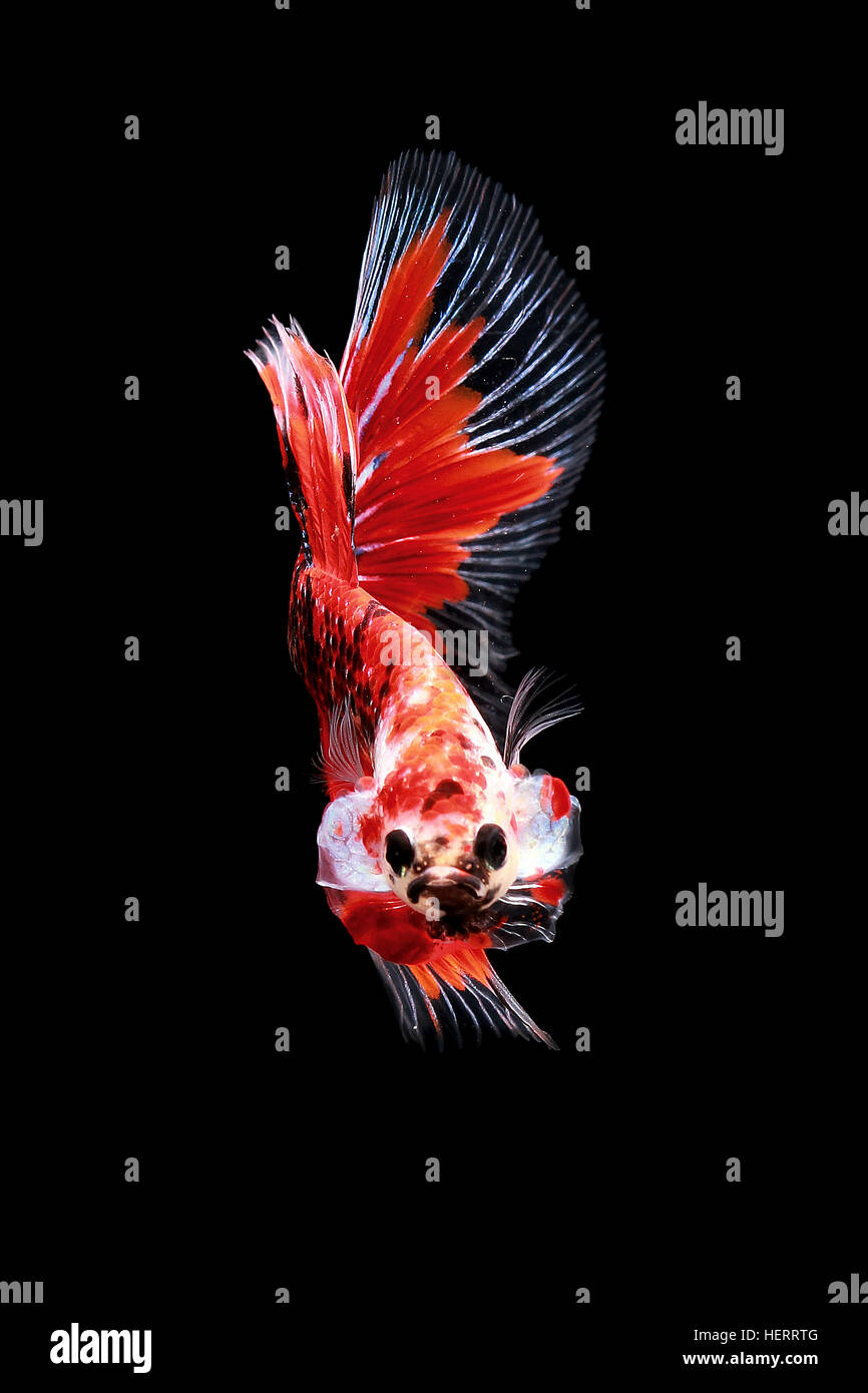 Tropical fish indonesia hi-res stock photography and images - Alamy