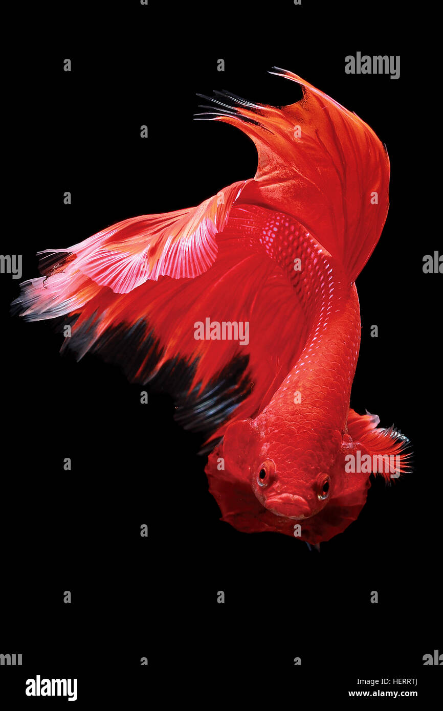 Tropical fish indonesia hi-res stock photography and images - Alamy