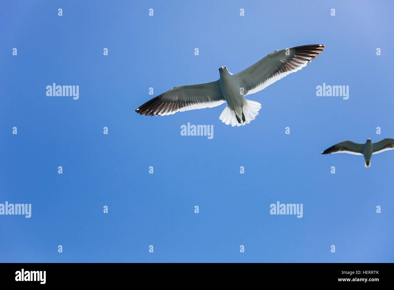 two seagulls flying high in the blue air, waving their wings over the ...